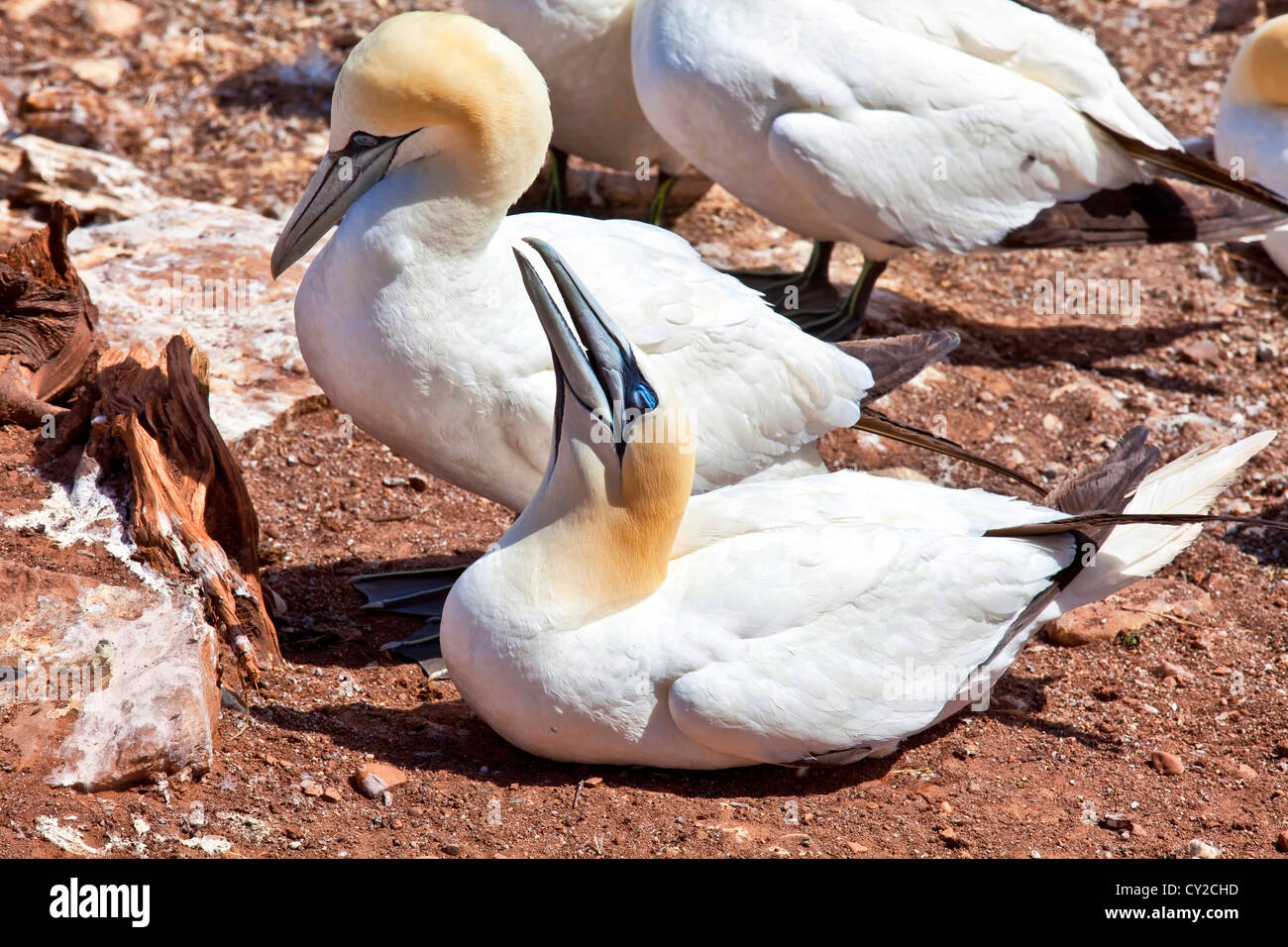 Bonaventure island bird sanctuary hi-res stock photography and images ...