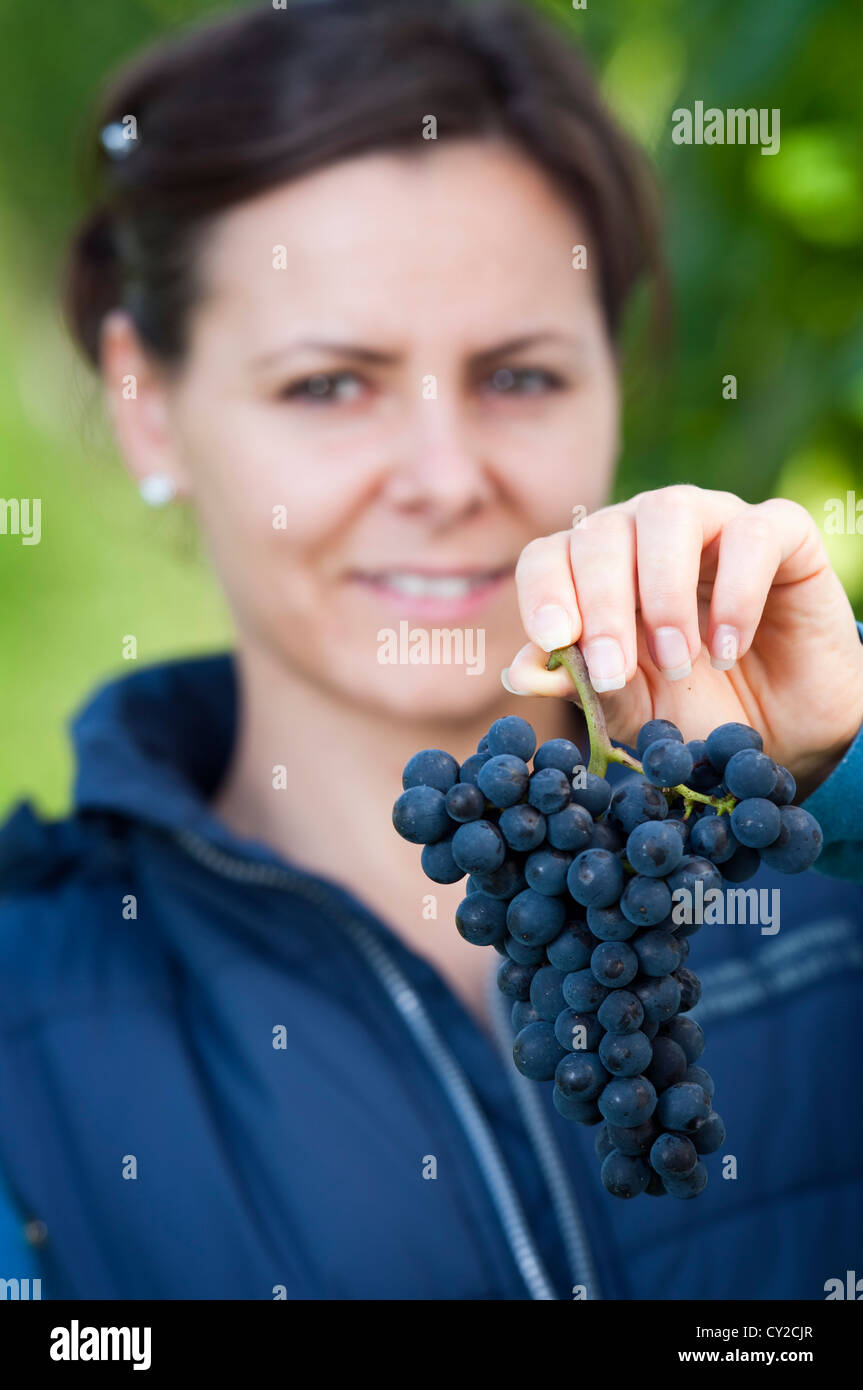 Woman showing fresh picked red grape during wine harvest Stock Photo ...