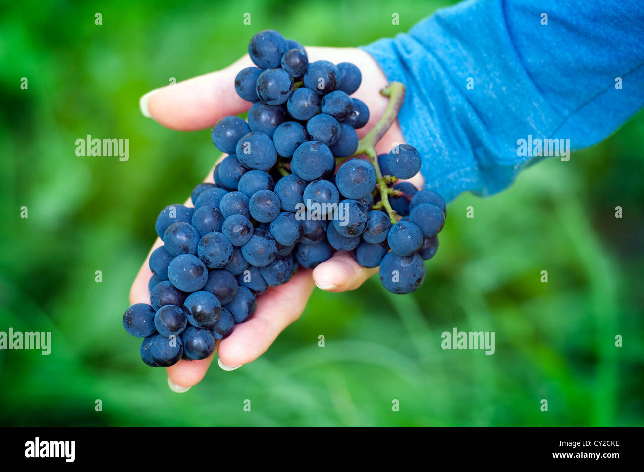 Hand Holding Fresh Red Bunch of Grapes In The Vineyard Stock Photo - Alamy