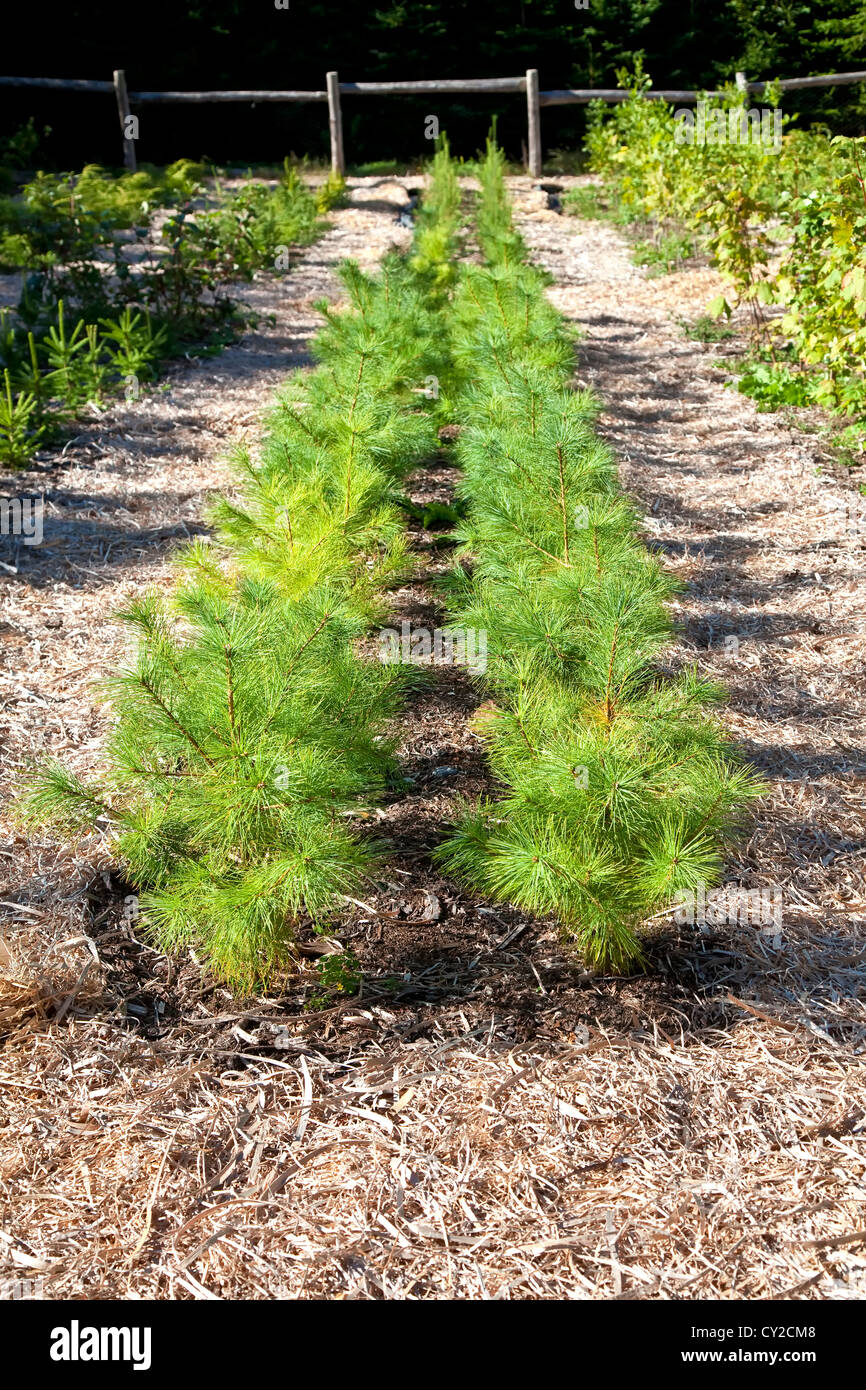 Tree nursery hi-res stock photography and images - Alamy