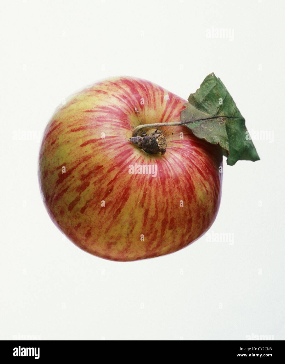 Queen variety hi-res stock photography and images - Alamy