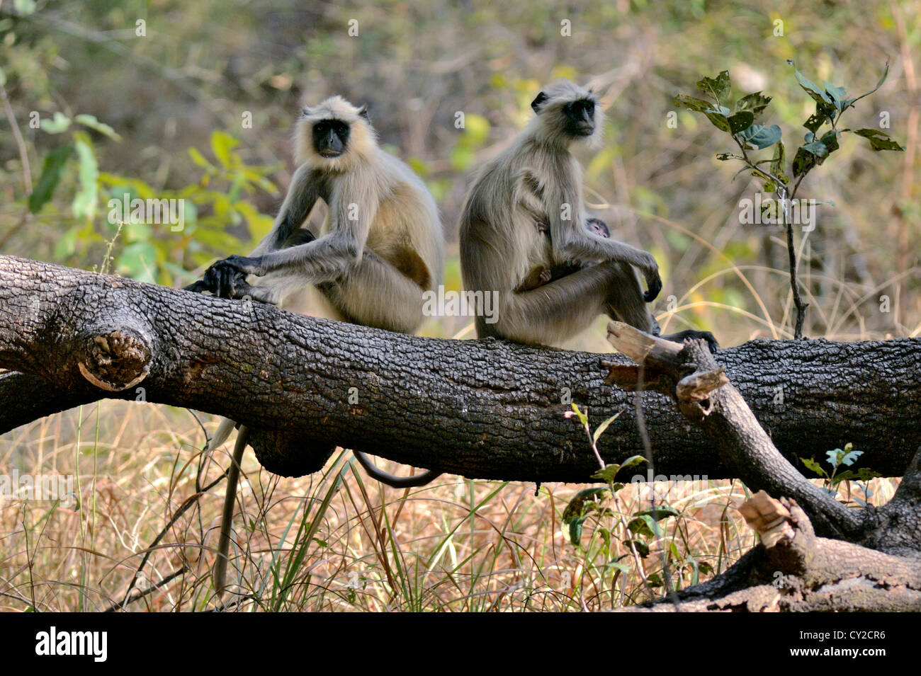 Hanuman langur (Semnopithecus entellus) in Bandhavgarh National Park ...