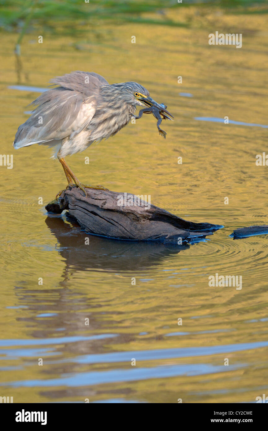 The indian pond heron hi-res stock photography and images - Alamy