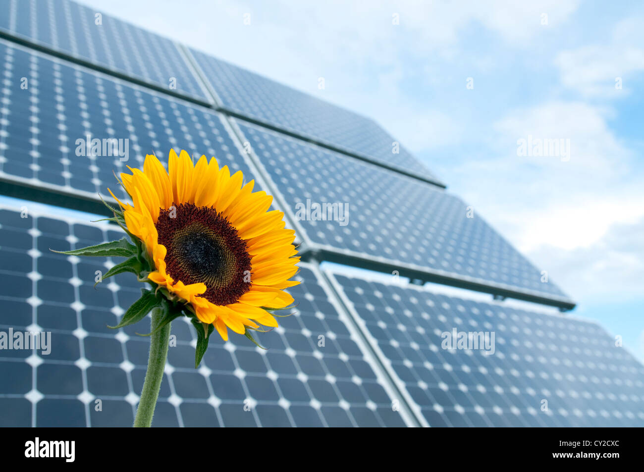 Sunflower With Solar Panel High Resolution Stock Photography and Images ...