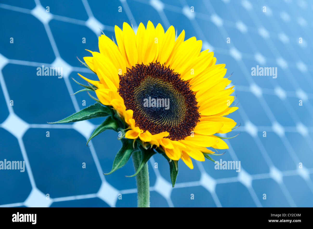 Sunflower with solar panels in the background Stock Photo - Alamy