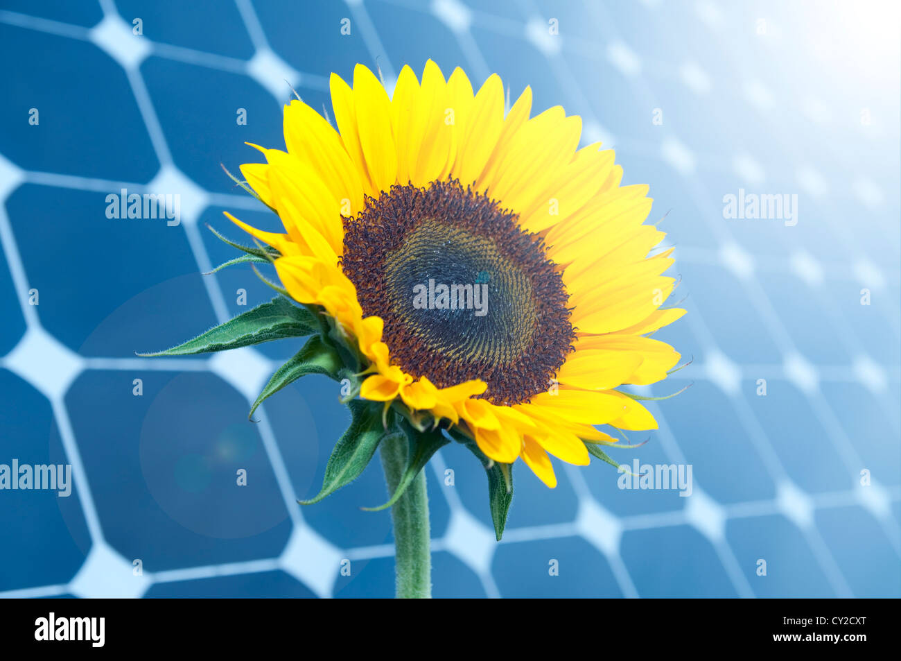 Sunflower with solar panels in the background Stock Photo - Alamy