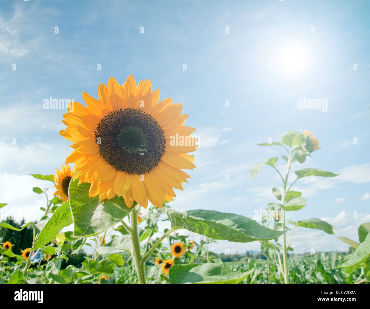 Summer sun over the sunflower field Stock Photo - Alamy