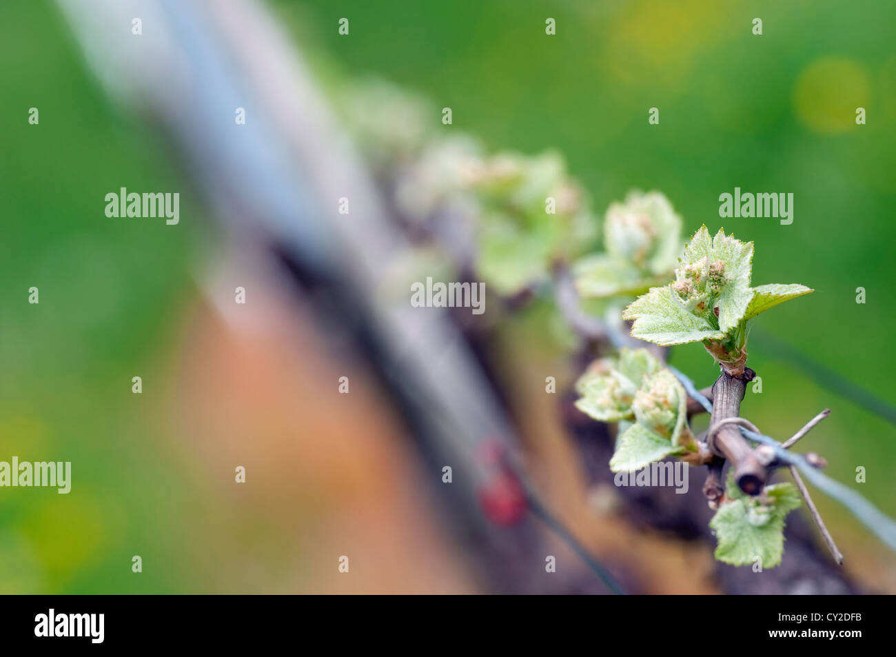 Spring buds sprouting on a grape vine in the vineyard Stock Photo - Alamy