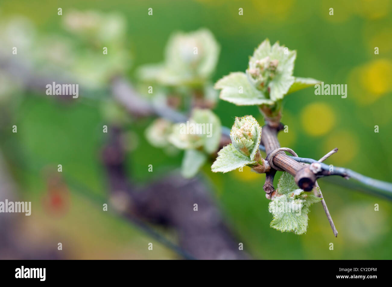 Spring buds sprouting on a grape vine in the vineyard Stock Photo - Alamy