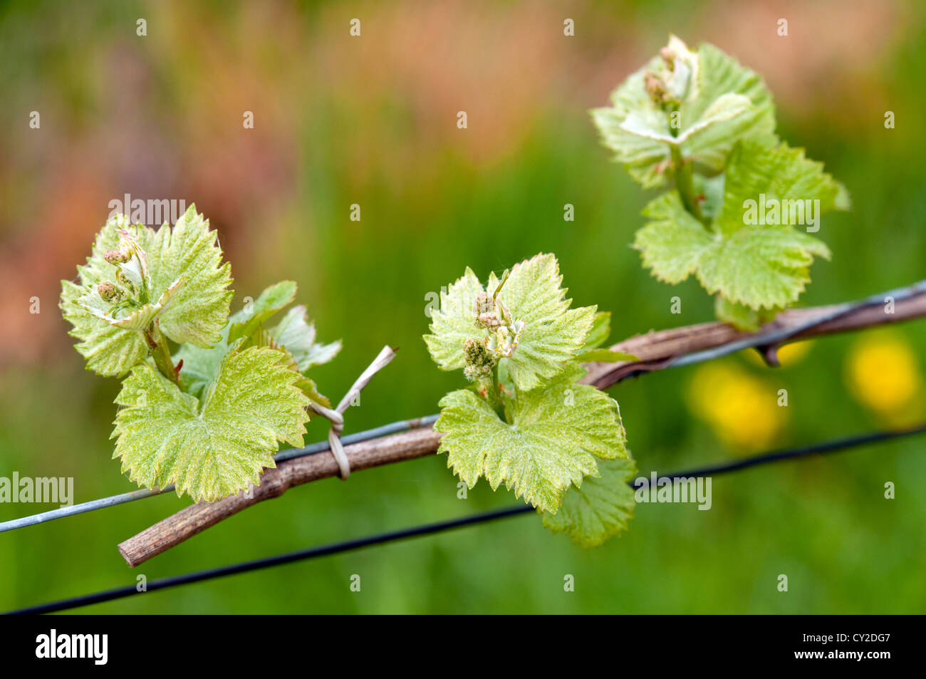 Spring buds sprouting on a grape vine in the vineyard Stock Photo - Alamy