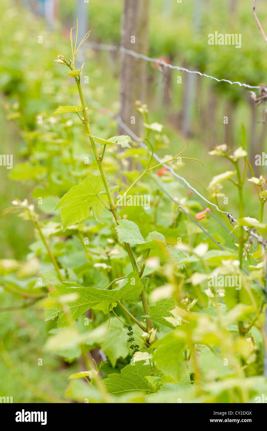 Vinegrape hi-res stock photography and images - Alamy
