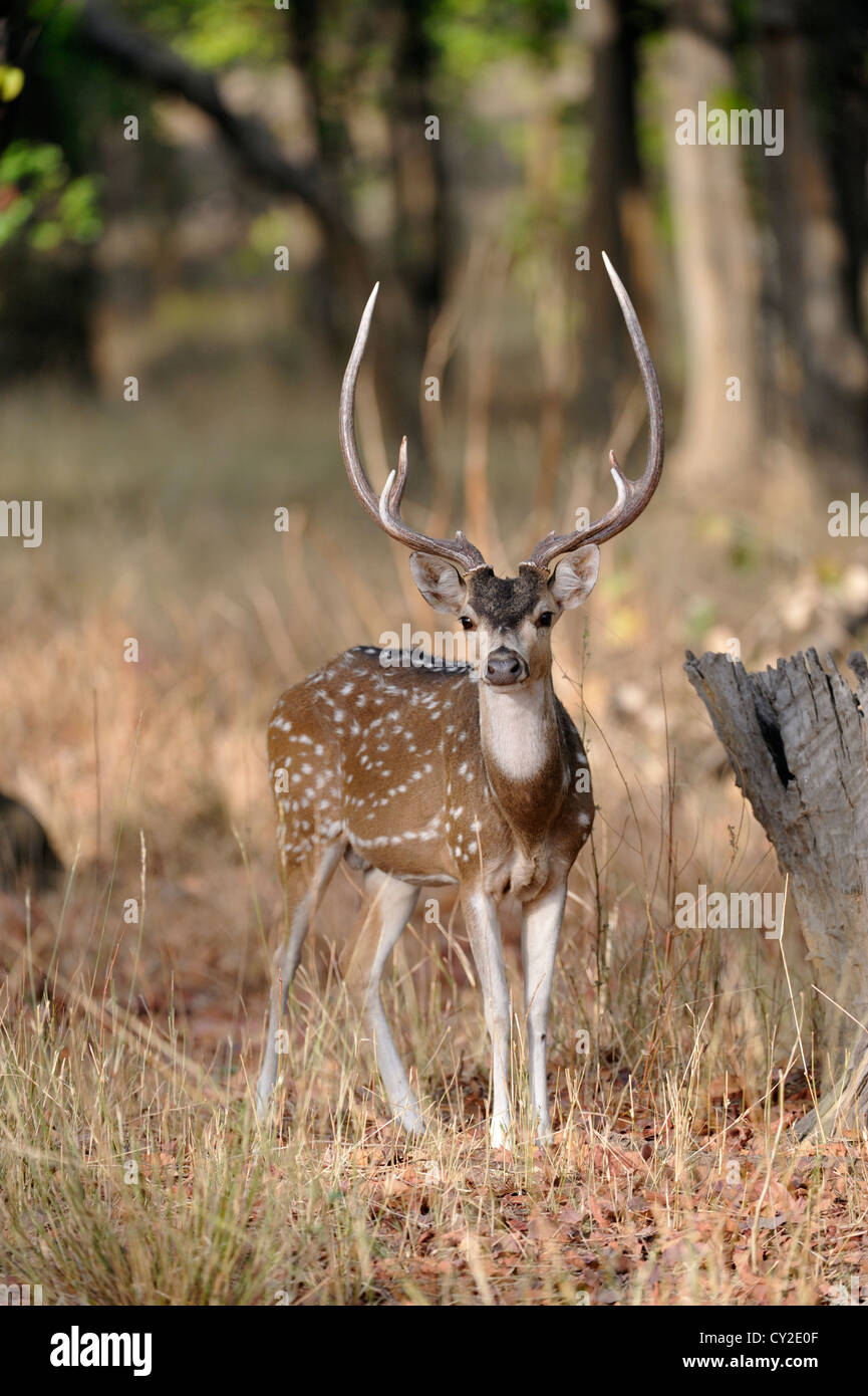 Chital hi-res stock photography and images - Alamy