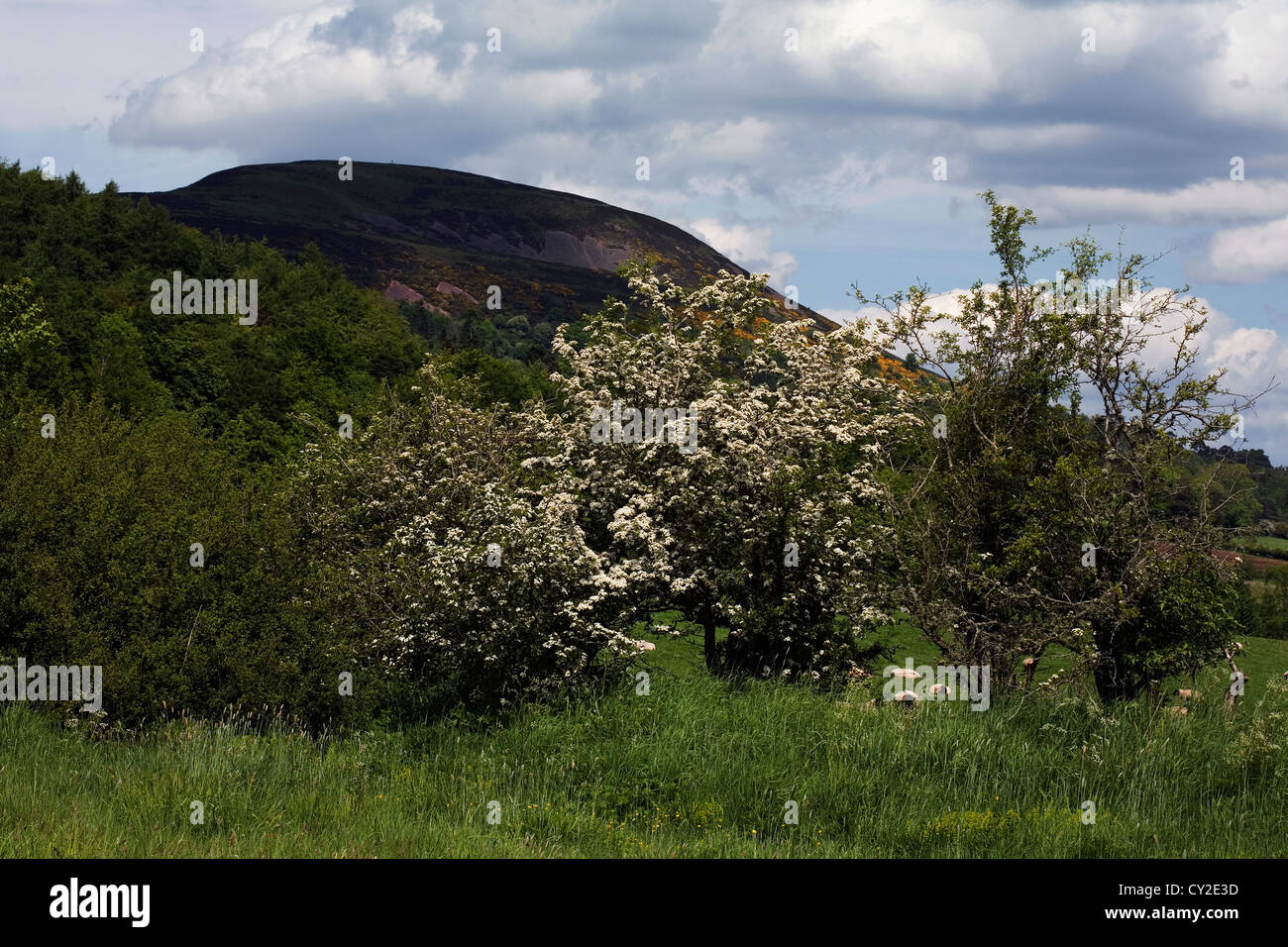 Hawthorn hedge town hi-res stock photography and images - Alamy