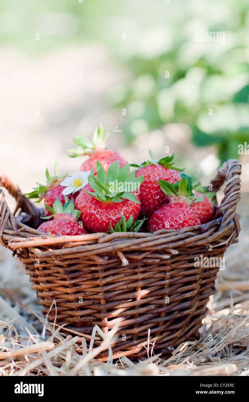 Strawberries in the basket on the field Stock Photo - Alamy