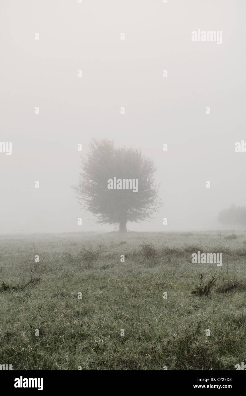 One tree in the fog Stock Photo - Alamy