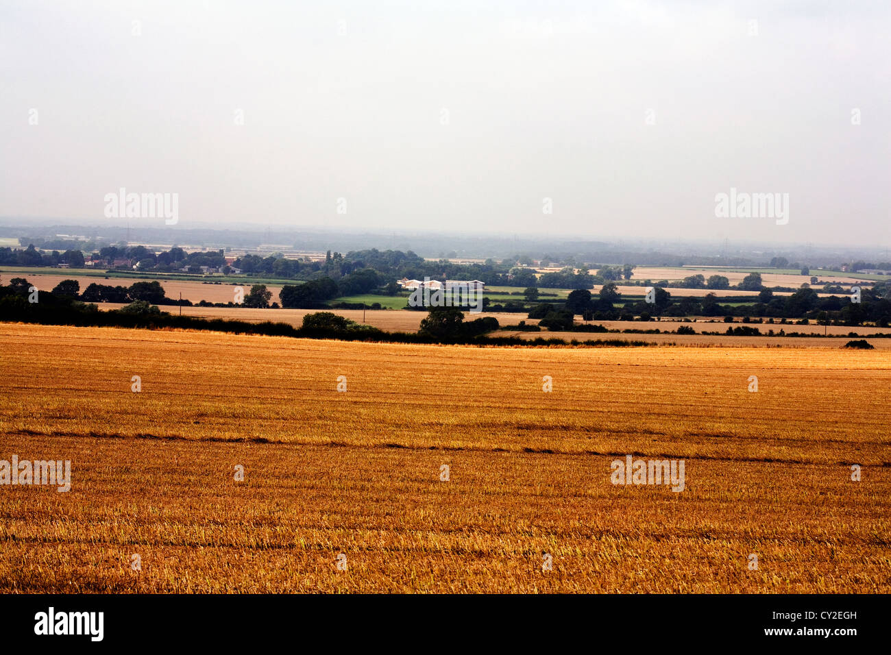 Cornfield ripening wheat near Pocklington Yorkshire Wolds East ...