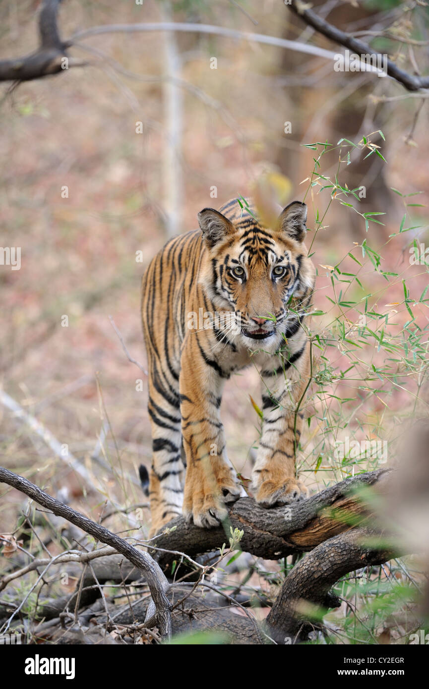 Bengal tiger (Panthera tigris Stock Photo - Alamy