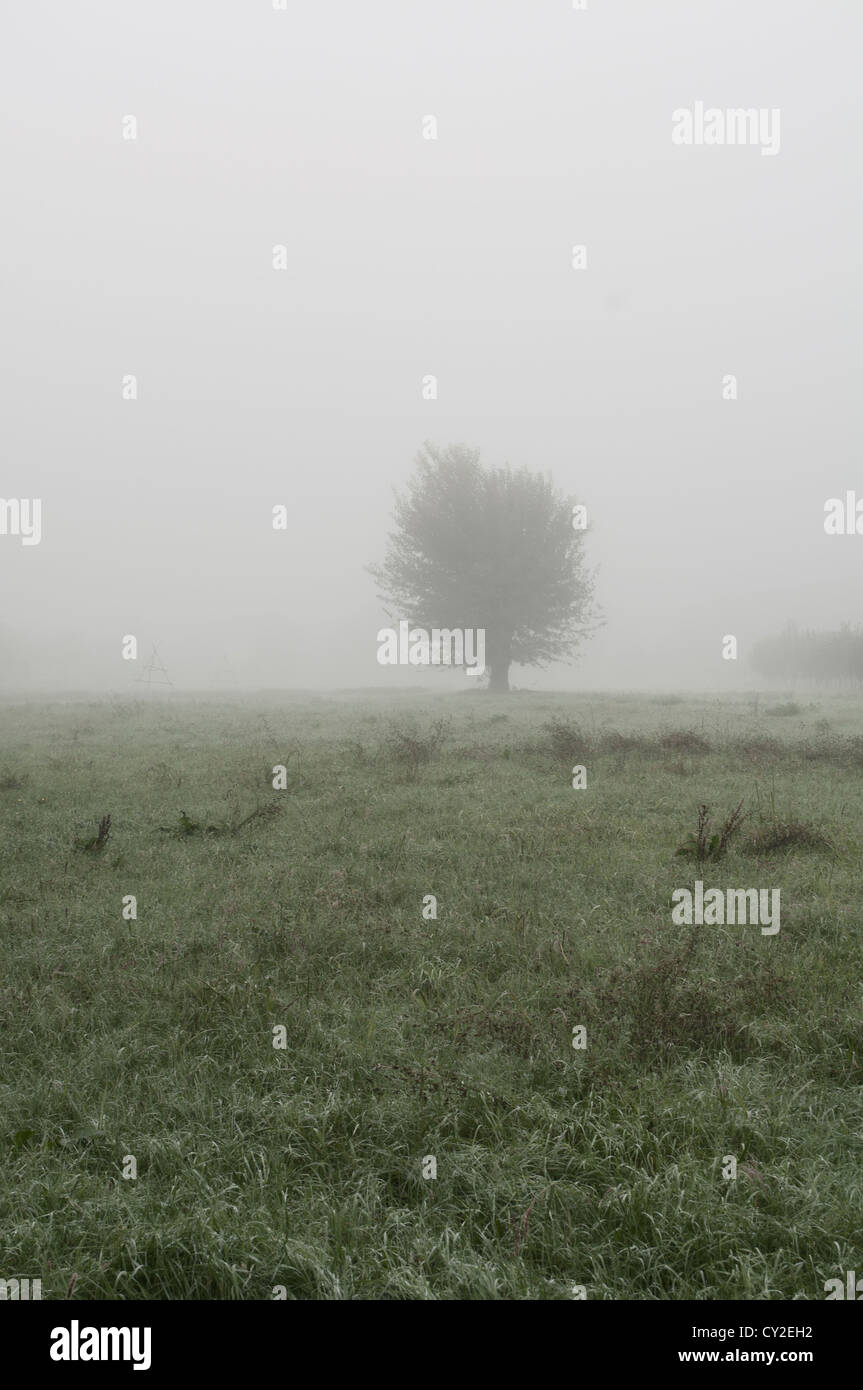 One tree in the fog Stock Photo - Alamy
