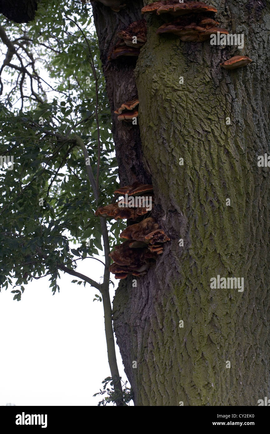 Hymenochaete rubiginosa hi-res stock photography and images - Alamy