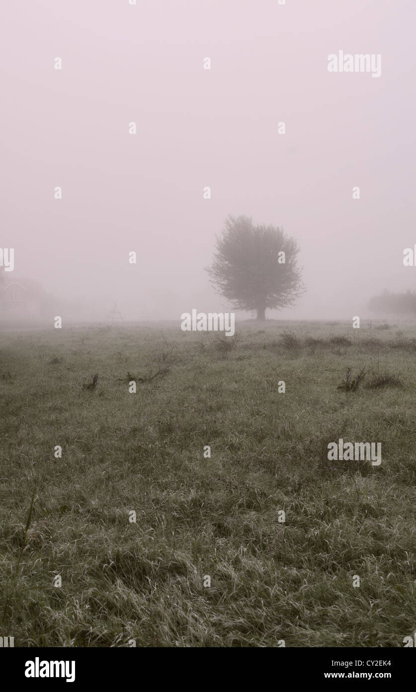 One tree in the fog Stock Photo - Alamy