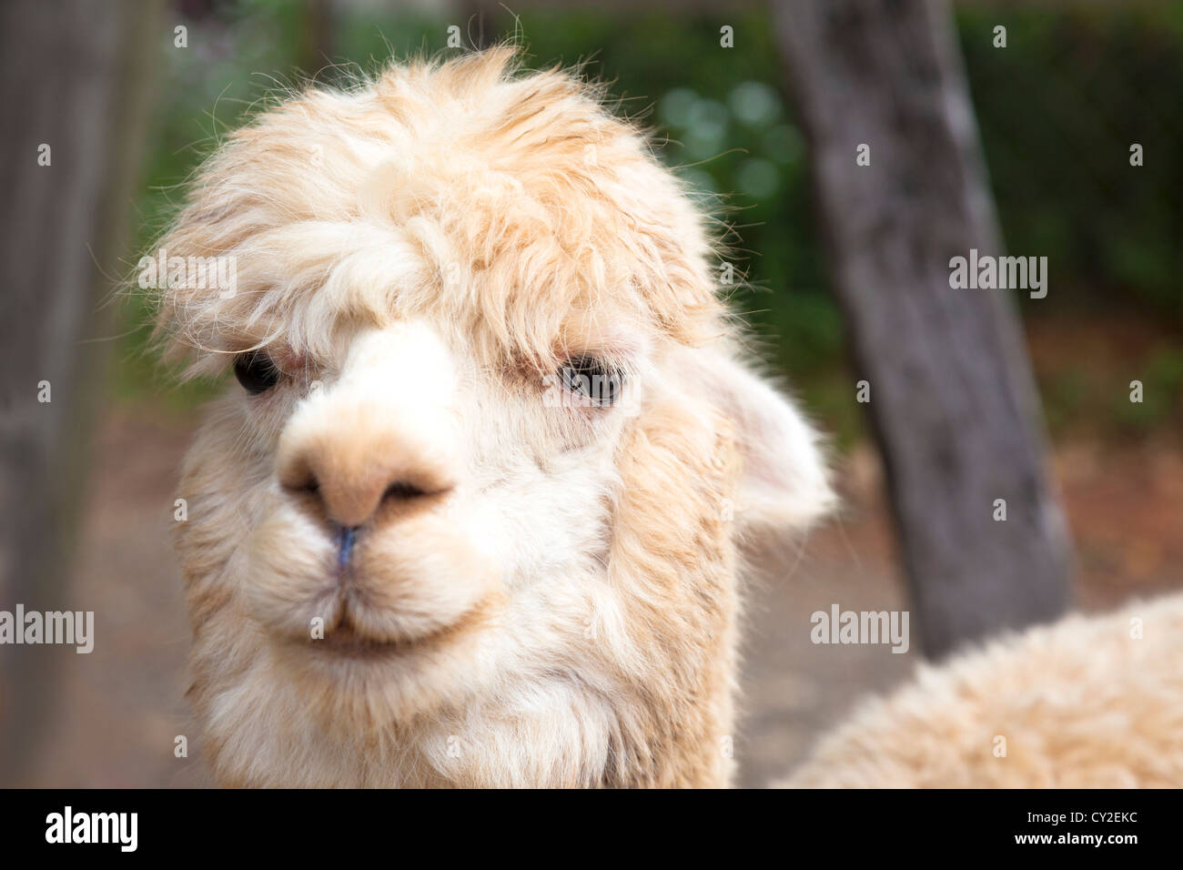 close up of alpaca face Stock Photo - Alamy