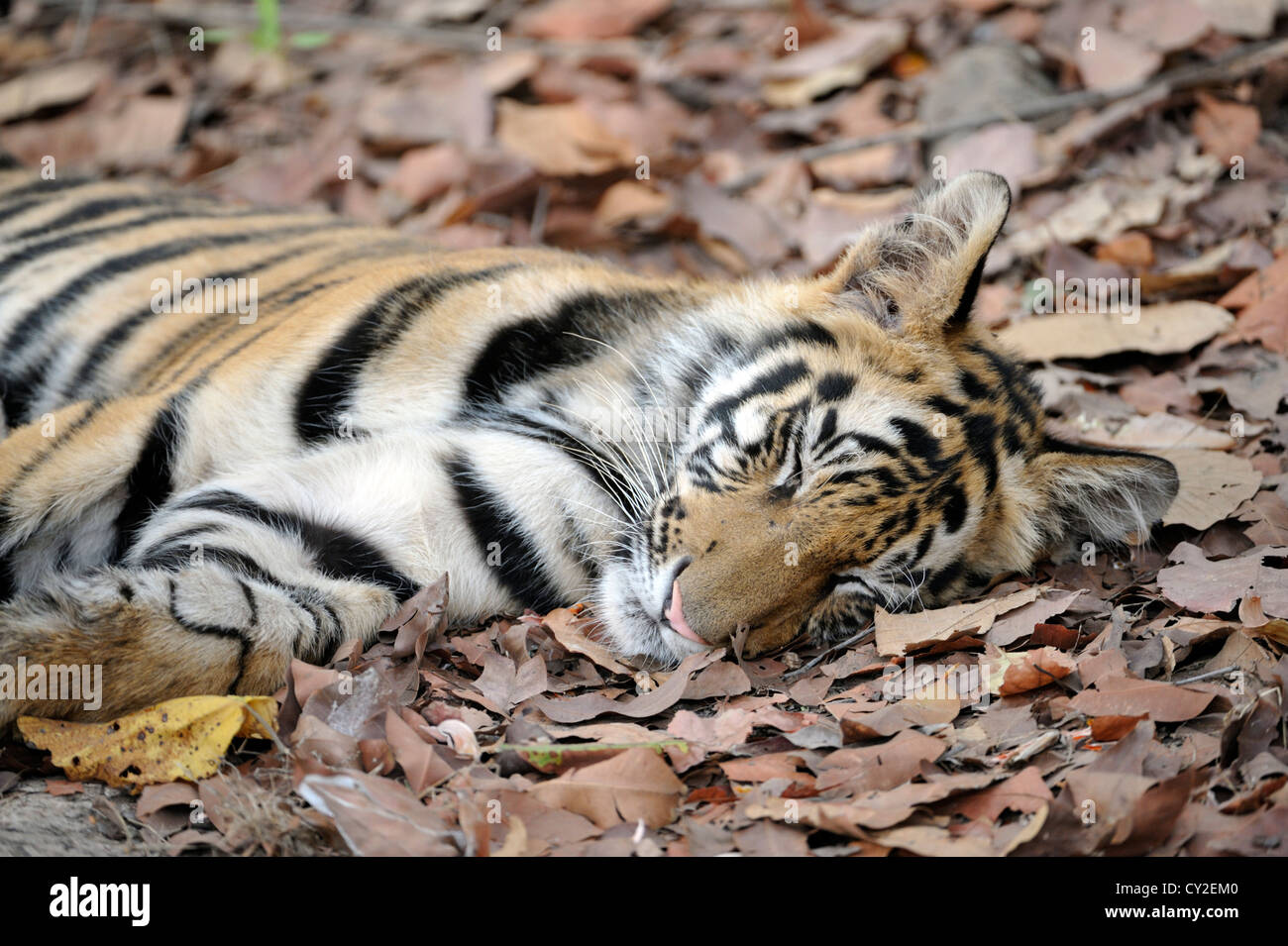 Bengal tiger (Panthera tigris Stock Photo - Alamy