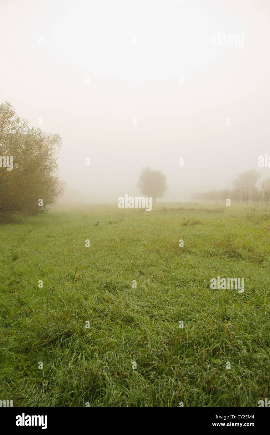 One tree in the fog Stock Photo - Alamy