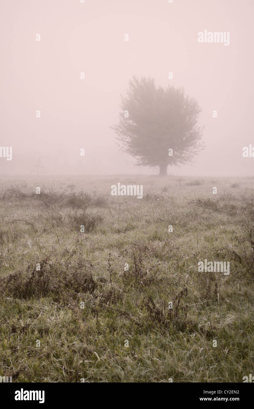One tree in the fog Stock Photo - Alamy