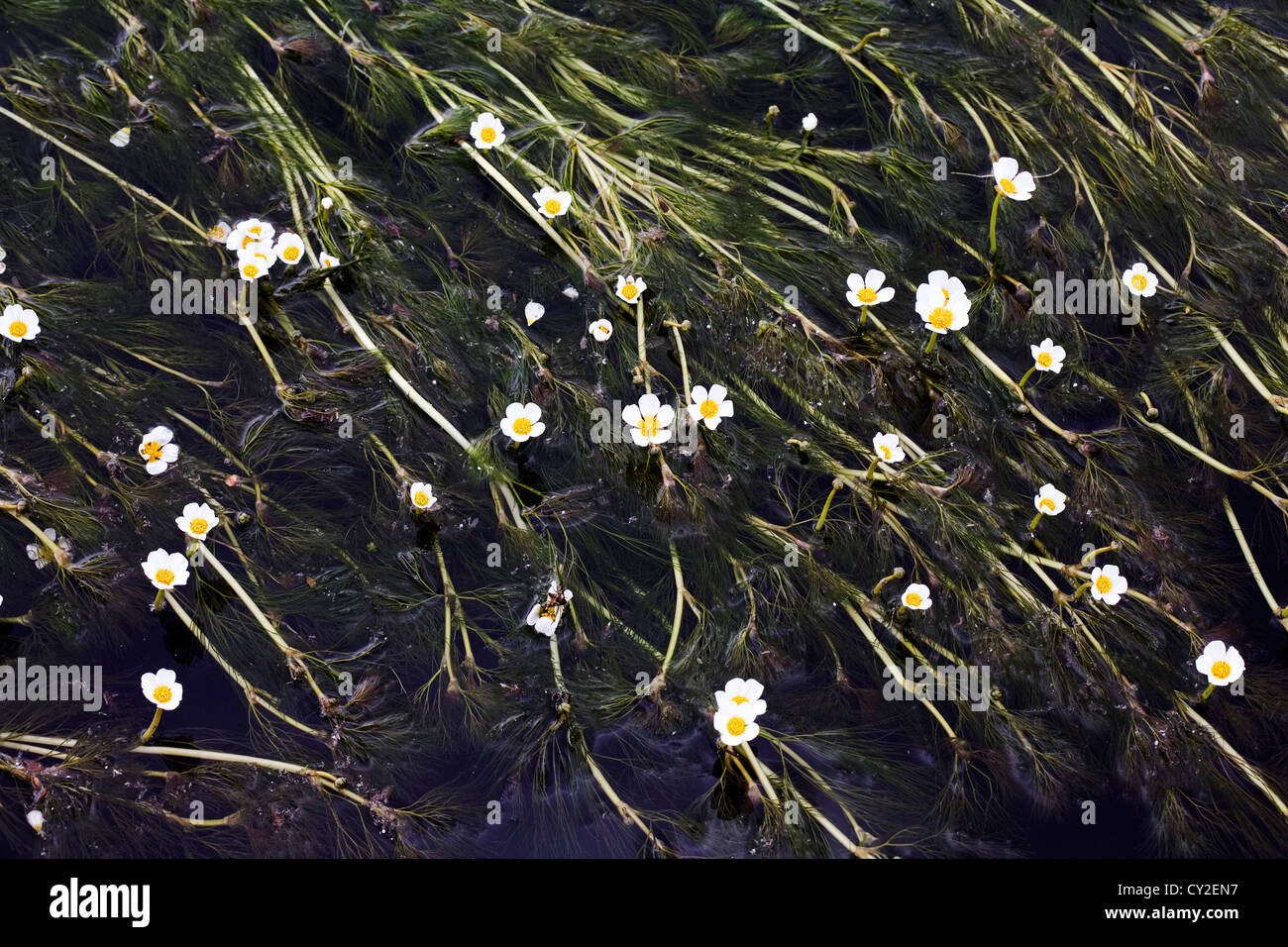 River Water-crowfoot growing in the River Tweed near Melrose Scottish ...