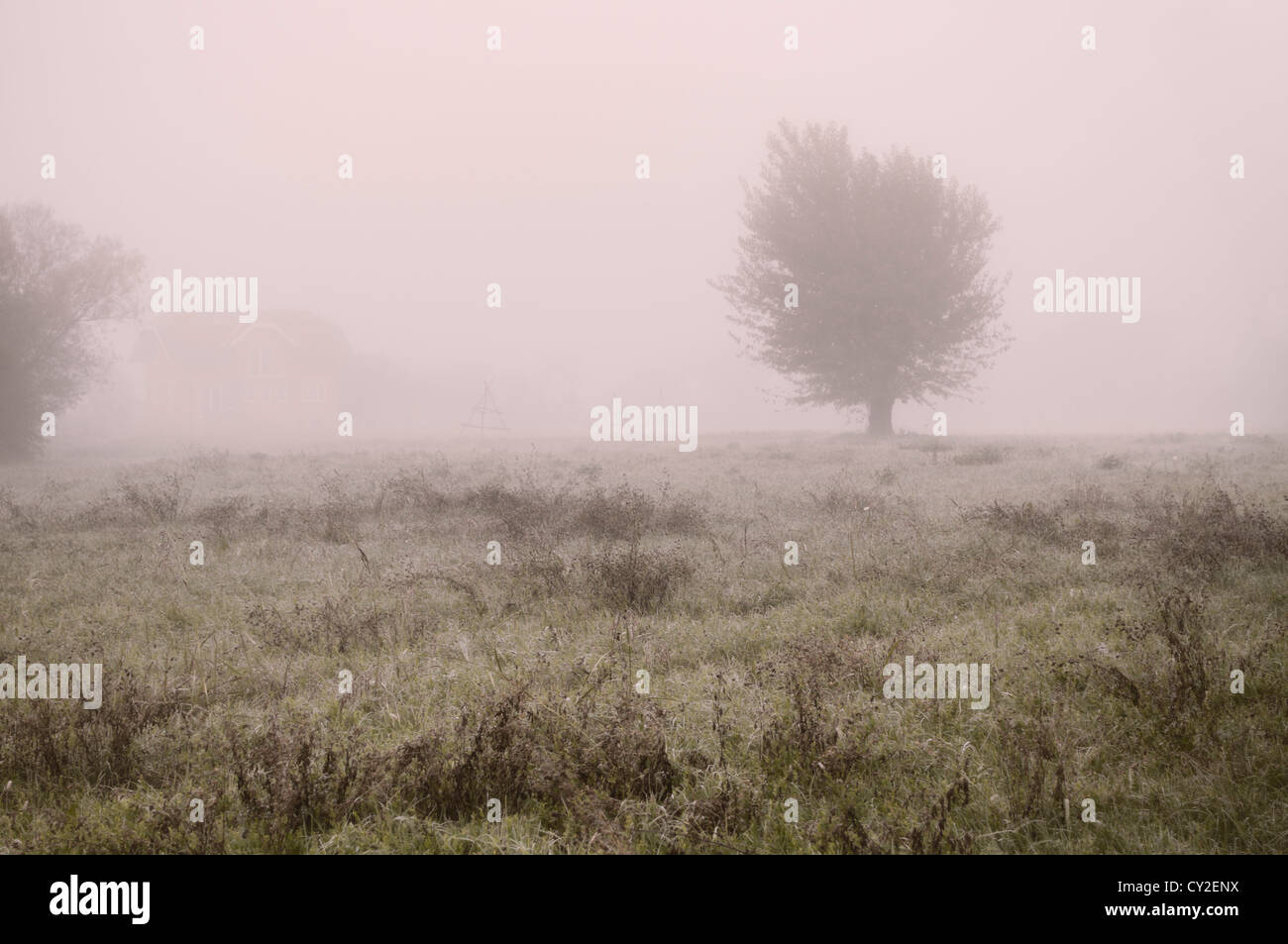 One tree in the fog Stock Photo - Alamy