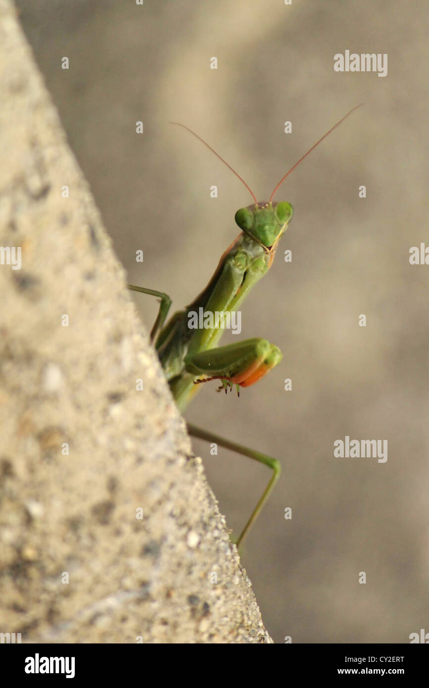 Close up of a praying mantis behind a wall Stock Photo - Alamy