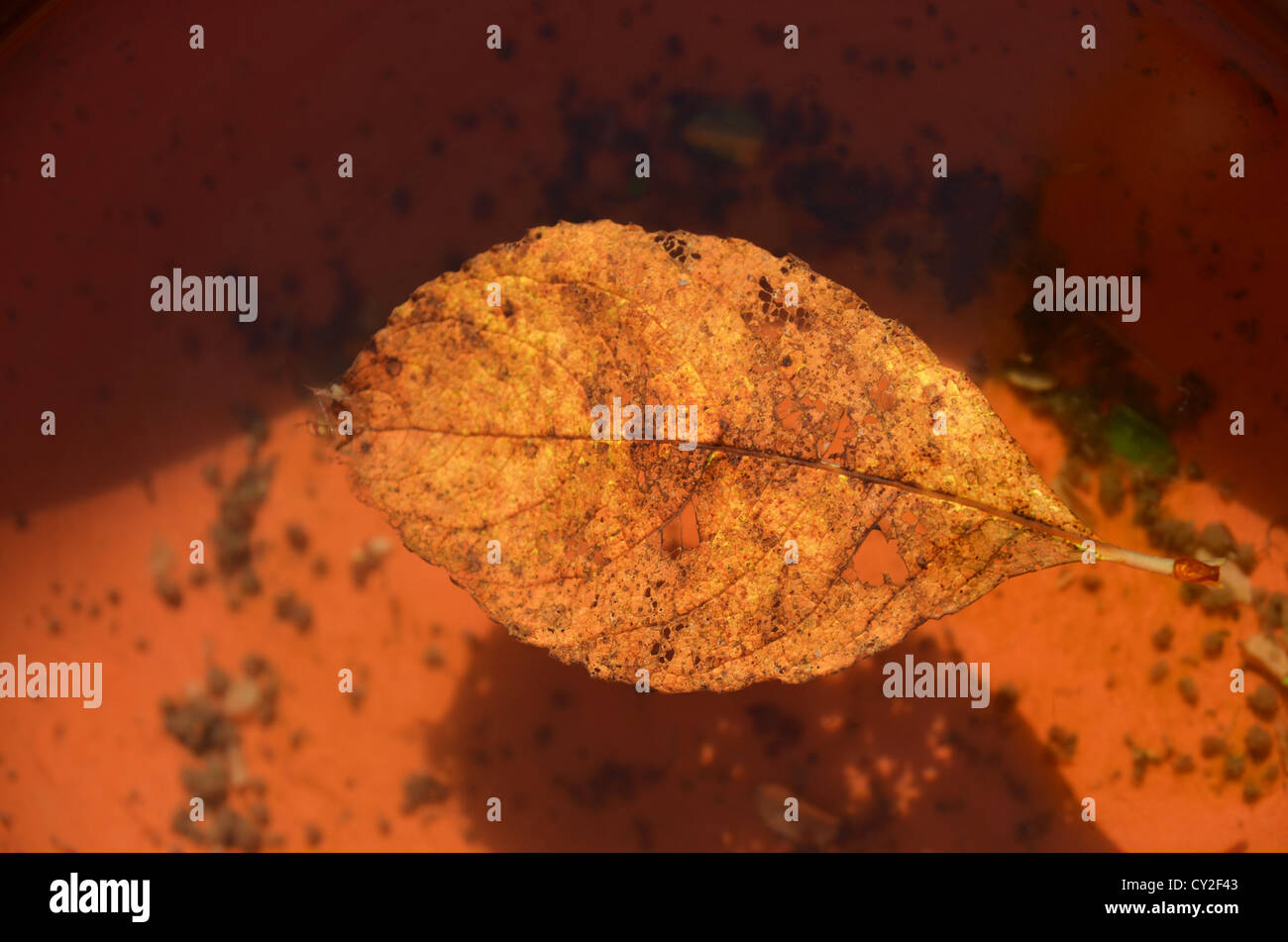 Rotting leaf hi-res stock photography and images - Alamy