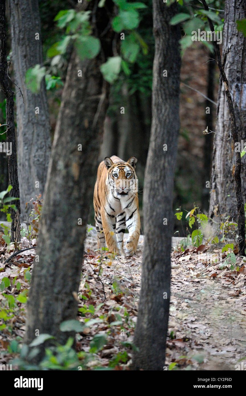Tiger walking through forest hi-res stock photography and images - Alamy