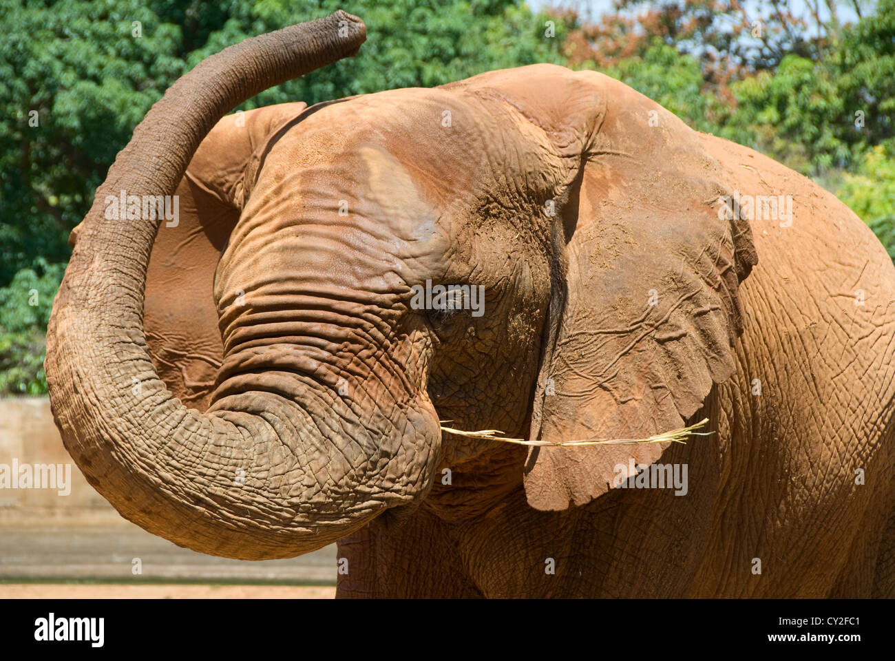 Zoo horizontal hi-res stock photography and images - Alamy