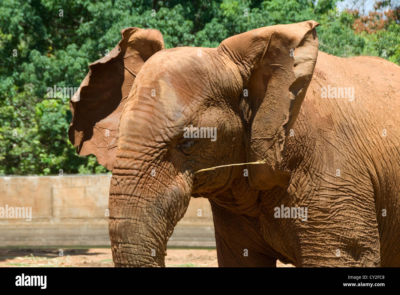 Brazil zoo hi-res stock photography and images - Alamy