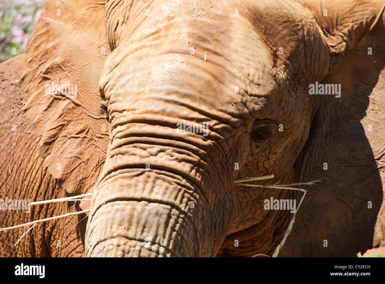 Brazil zoo hi-res stock photography and images - Alamy