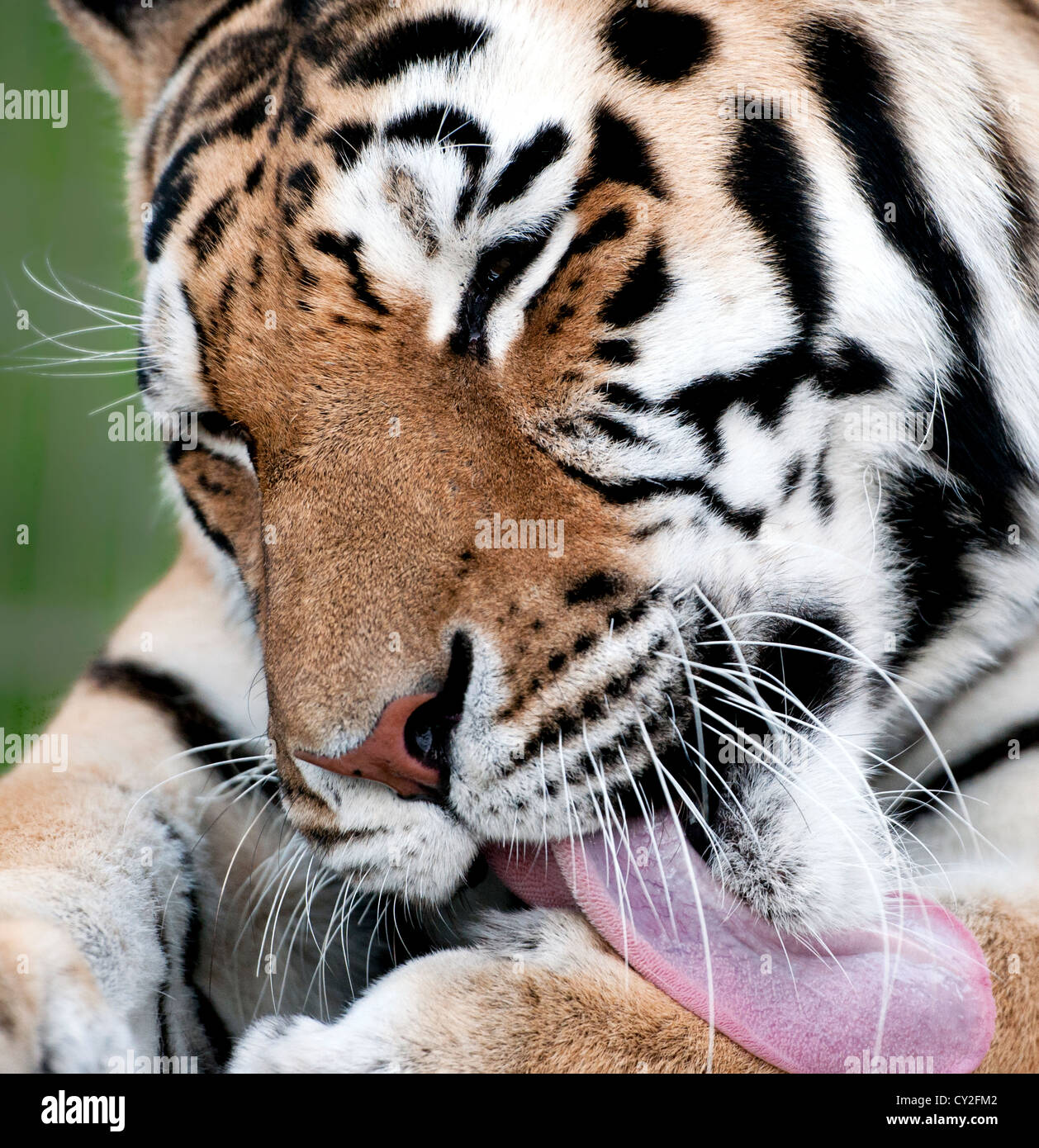 Male Amur tiger licking himself (close-up Stock Photo - Alamy