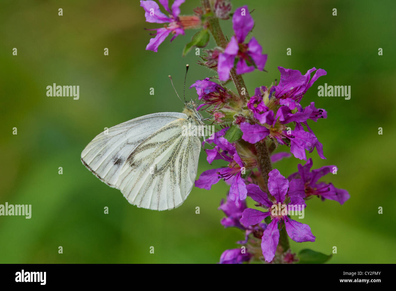 Showing Underwing High Resolution Stock Photography and Images - Alamy