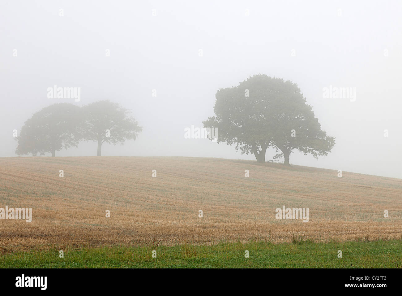 Trees in fog Stock Photo - Alamy