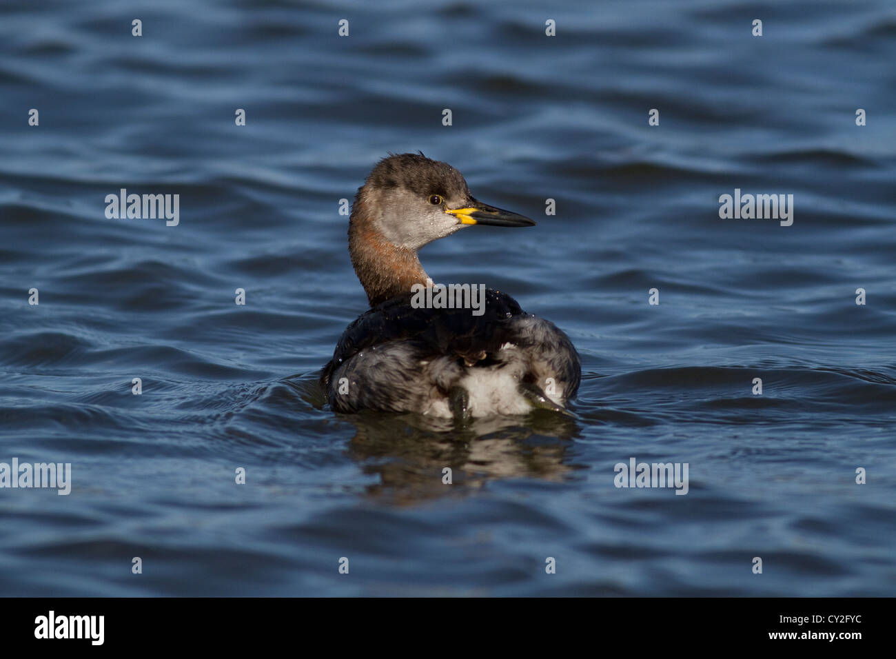 Red necked grebe uk hi-res stock photography and images - Alamy