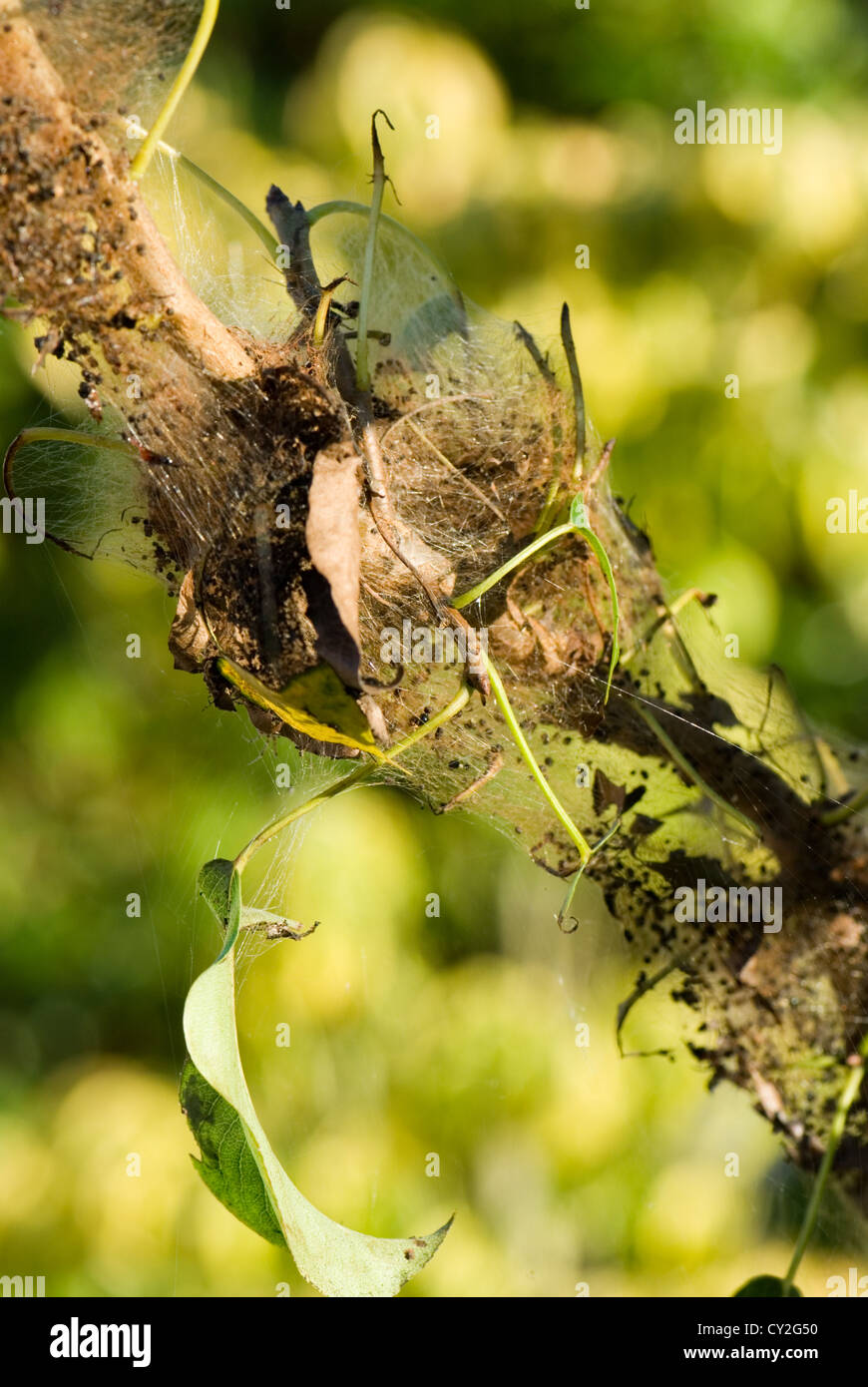 Social pear sawfly, Neuroloma saltuum Stock Photo - Alamy