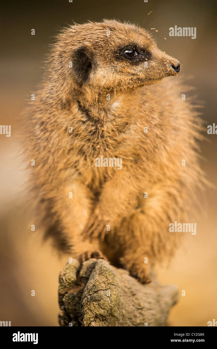 Mongoose mob hi-res stock photography and images - Alamy