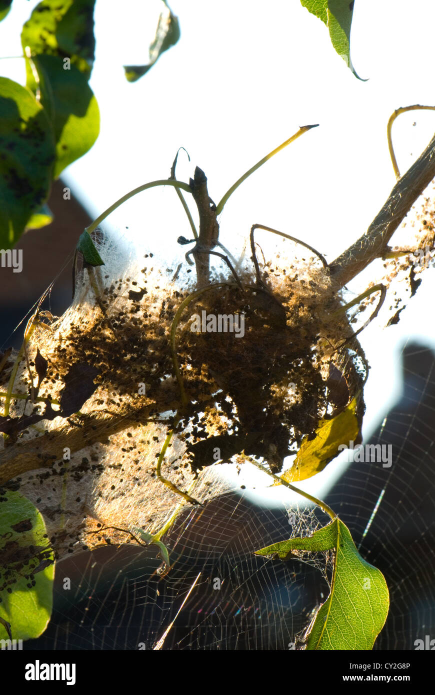 pear sawfly...fruit tree pests Stock Photo - Alamy