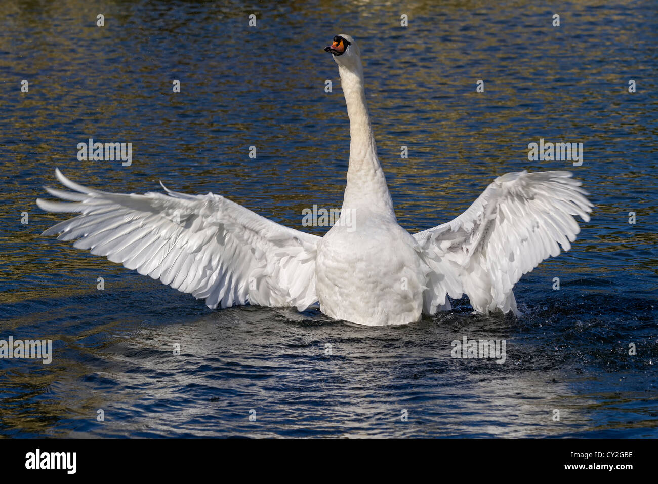 Swan with open wings hi-res stock photography and images - Alamy
