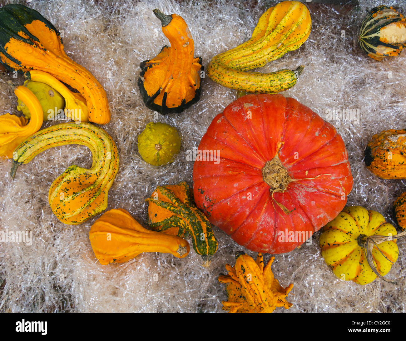 Pumpkin squash display hi-res stock photography and images - Alamy