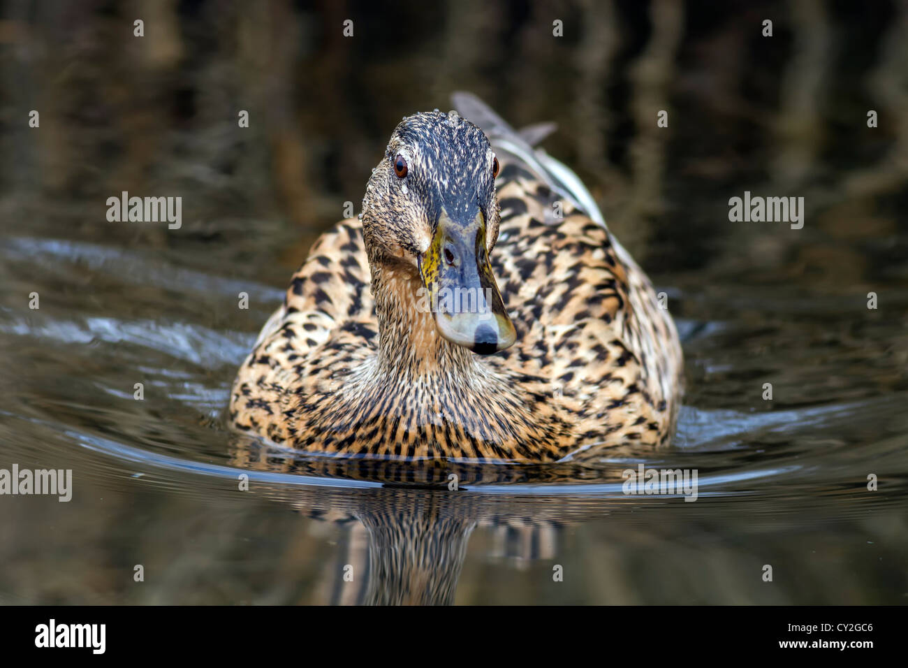female mallard duck Stock Photo - Alamy