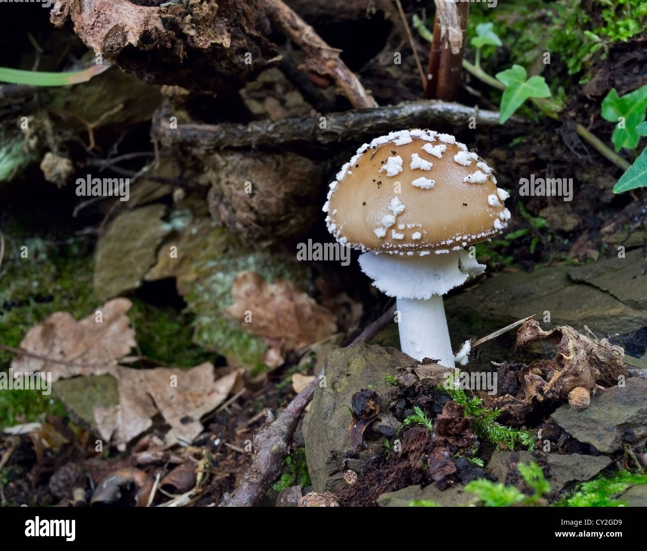 Deadly fungus hi-res stock photography and images - Alamy
