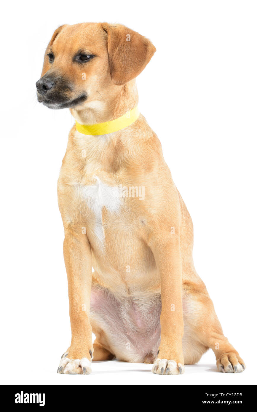 Yellow Hound Mix