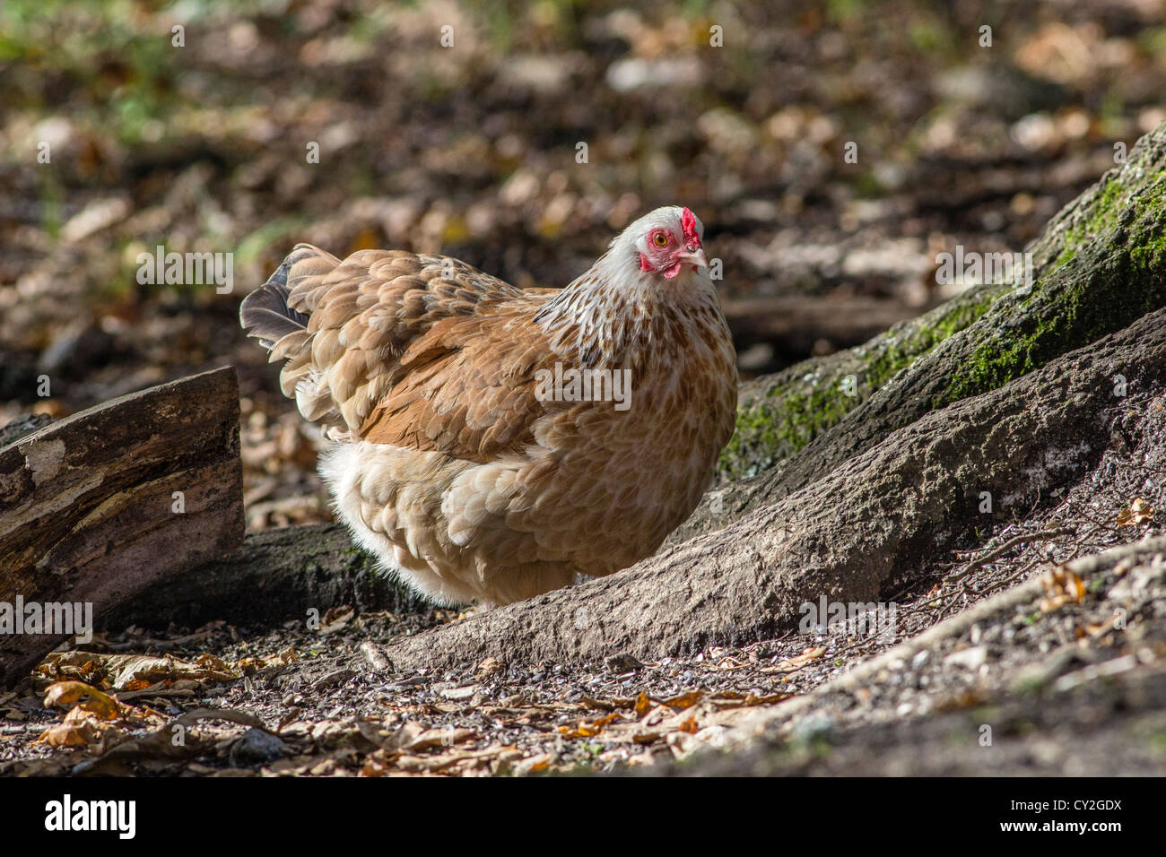 Chicken, (Gallus gallus domesticus), domesticated fowl, Dorset, England ...