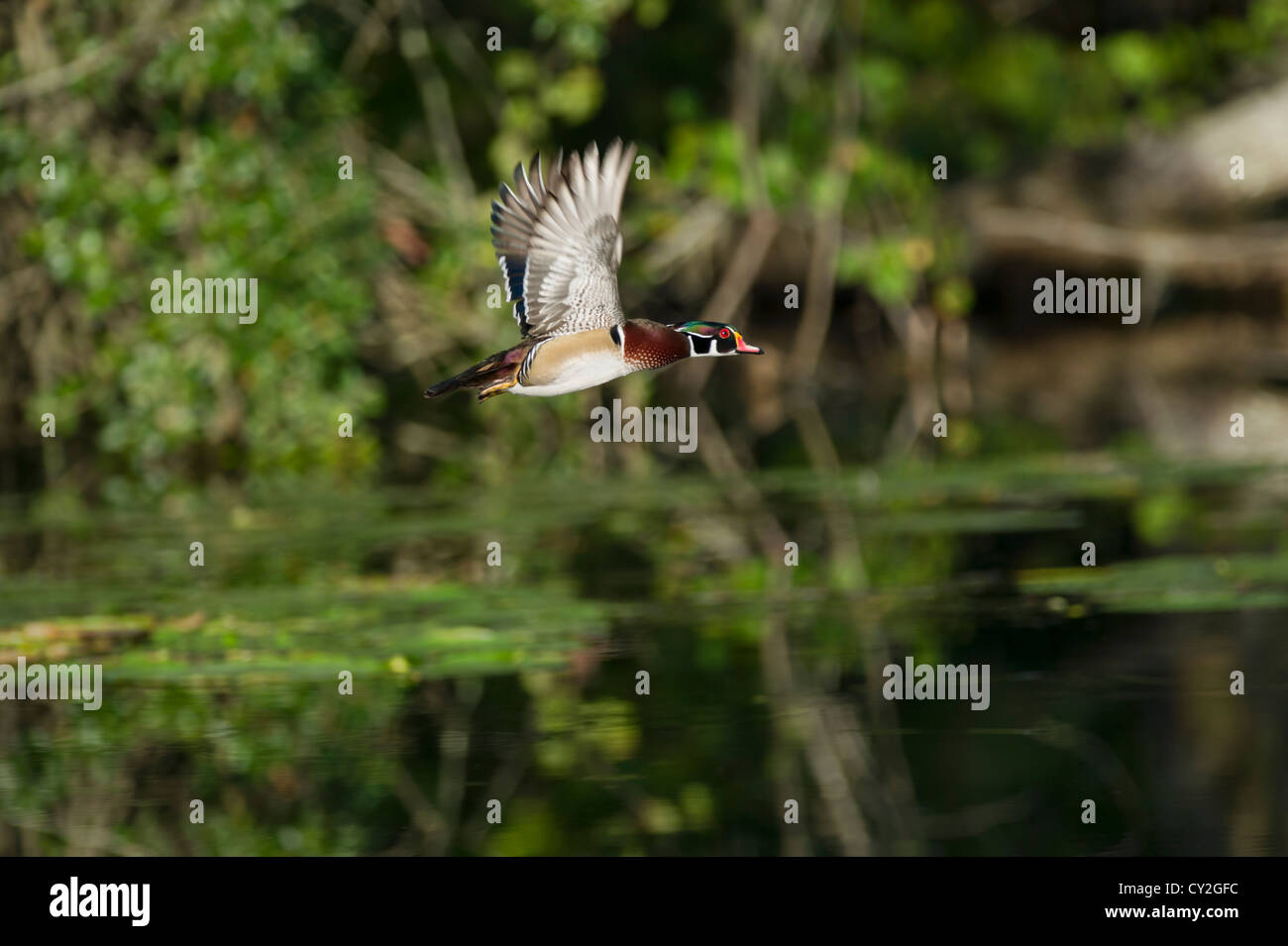 Florida wood duck hi-res stock photography and images - Alamy